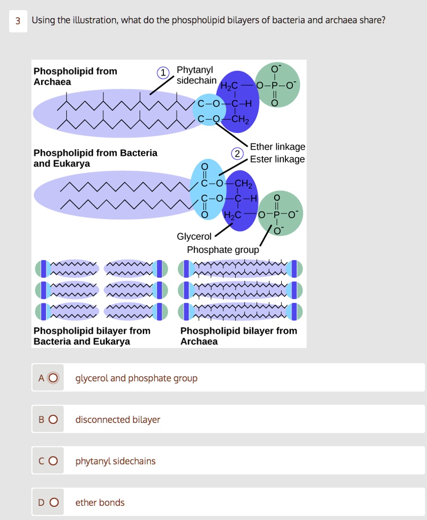 using the illustration what do the phospholipid bilayers of bacteria ...