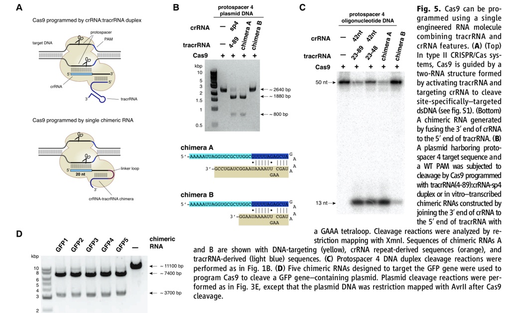 Protospacer Plasmid DNA crRNA tracrRNA Cas9 Fig: Cas9 can be programmed ...