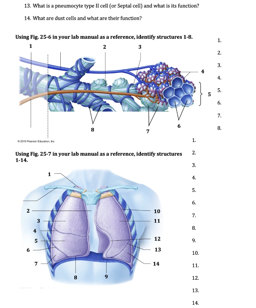SOLVED: 13. What is a pneumocyte type II cell (or Septal cell) and what ...