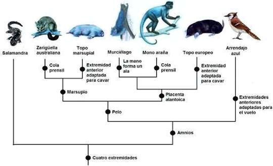 i que tienen en comun las especies que se muestran en la cladograma ii ...