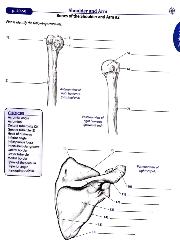 SOLVED: Shoulder and Arm Bones of the Shoulder and Arm #2 Please ...