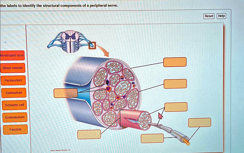 The labels to identify the structural components of a peripheral nerve ...