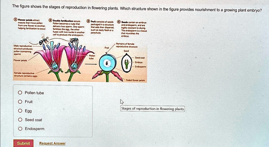 The figure shows the stages of reproduction in flowering plants. Which ...