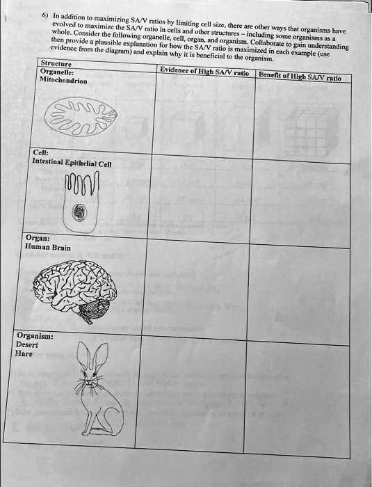SOLVED: In addition to maximizing SA/V ratios by limiting cell size ...