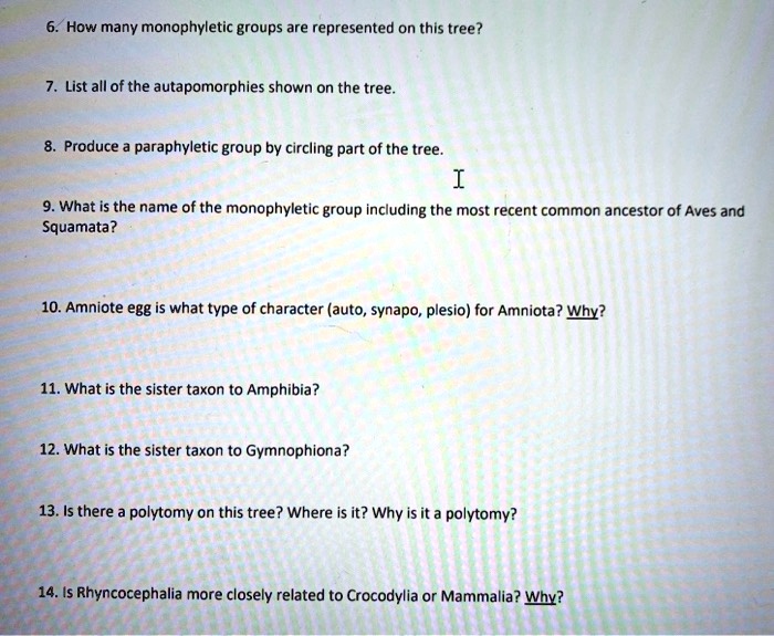 How many monophyletic groups are represented on this tree? List all of ...