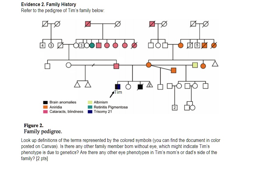 Evidence 2. Family History Refer to the pedigree of Tim's family below ...