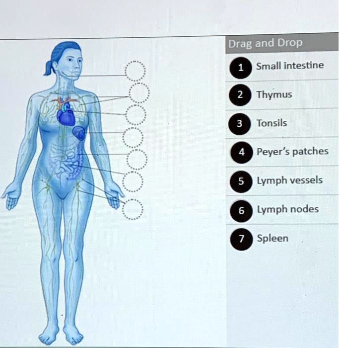 SOLVED: Drag and Drop Small intestine Thymus Tonsils Peyer's patches ...
