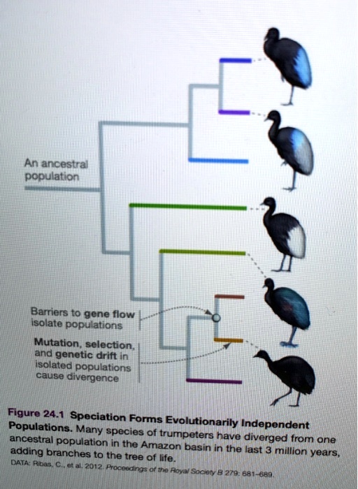 an ancestral population barriers to gene flow isolate populations ...