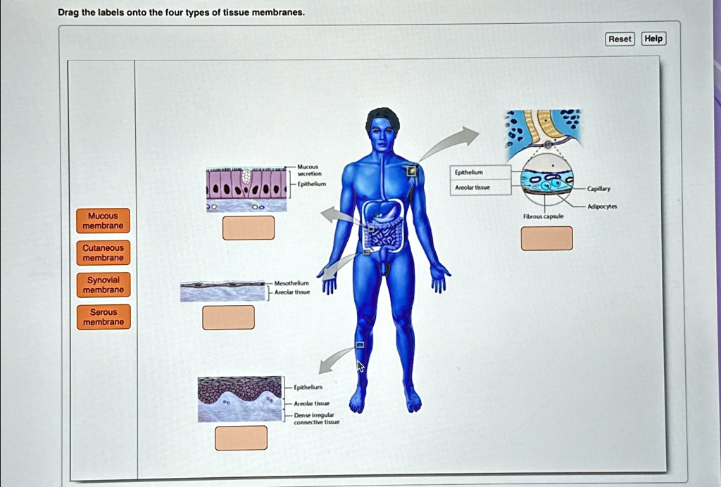 Drag the labels onto the four types of tissue membranes. Mucous ...