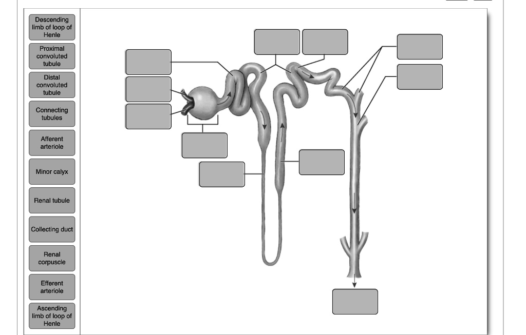 SOLVED: Descending limb of loop of Henle Proximal convoluted tubule ...