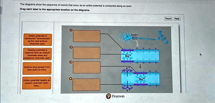 SOLVED: The diagrams show the sequence of events that an action potential is conducted along an ...
