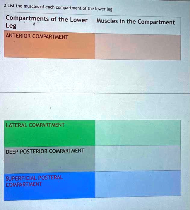 2 List the muscles of each compartment of the lower leg Compartments of ...