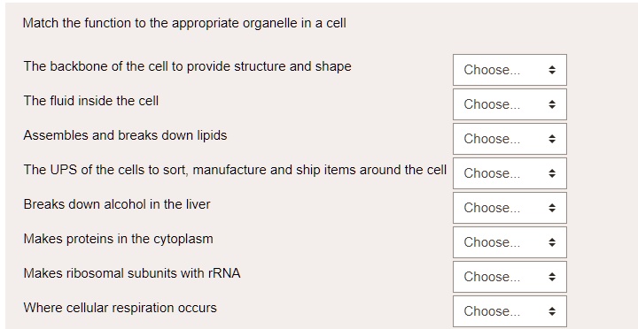 SOLVED: Match the function to the appropriate organelle in a cell The ...