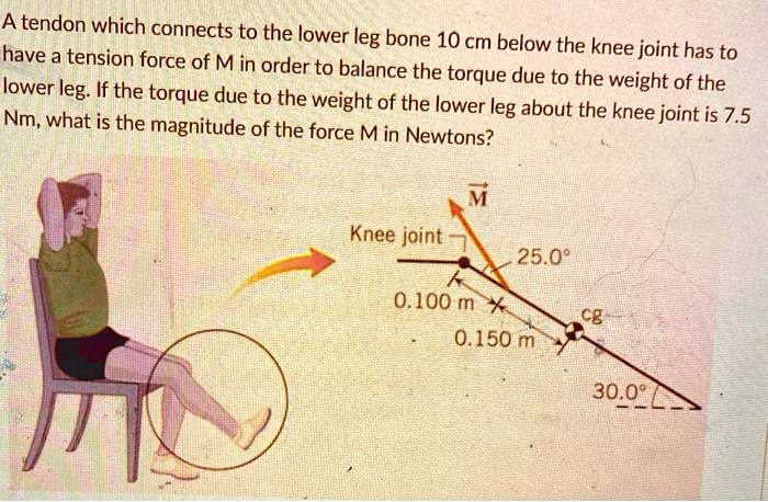 SOLVED: A tendon which connects to the lower leg bone 10 cm below the ...