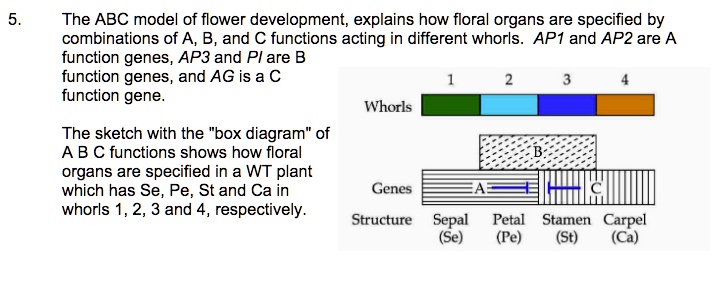 SOLVED: The ABC model of flower development explains how floral organs ...