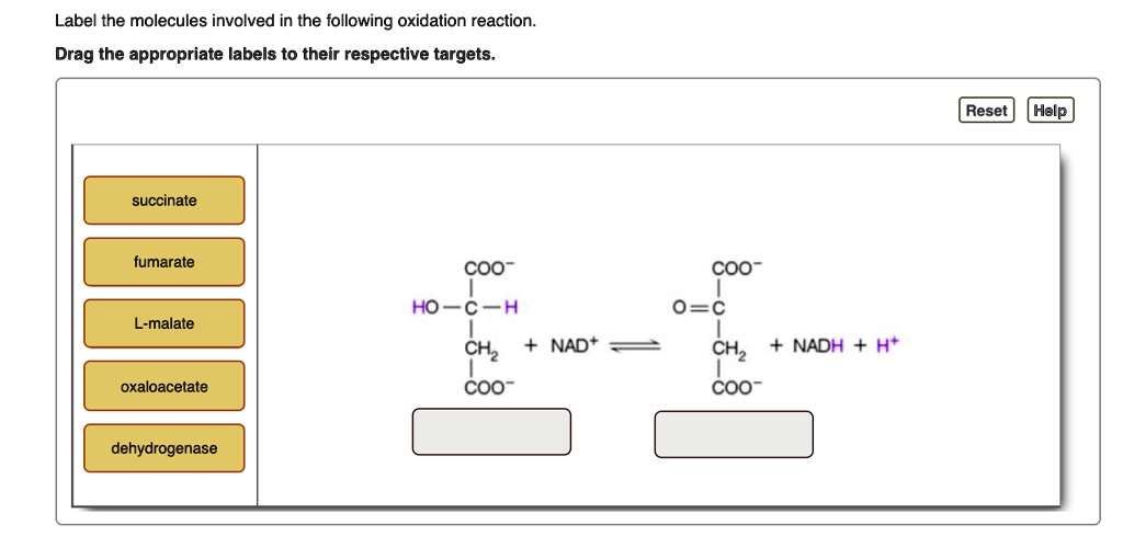 label the molecules involved in the following oxidation reaction drag ...