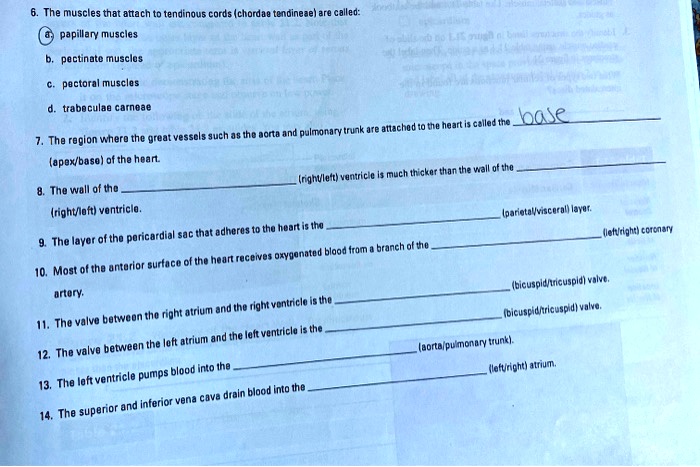 SOLVED: 6. The muscles that attach to tendinous cords (chordae ...