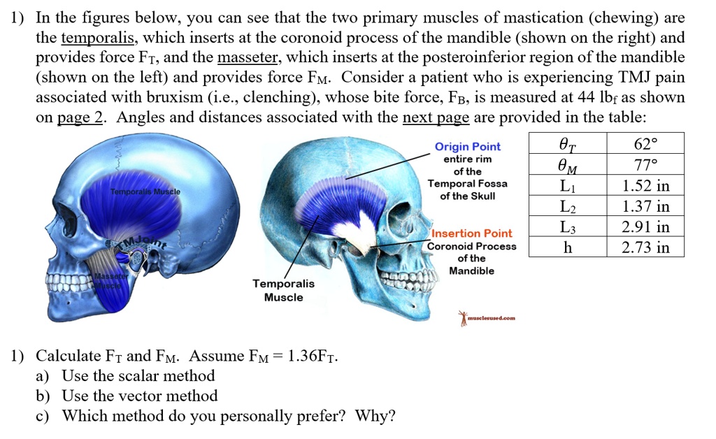 1) In the figures below, you can see that the two primary muscles of ...