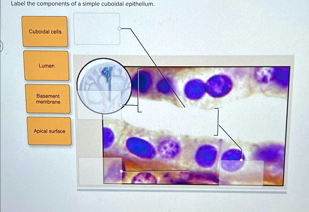 Label the components of a simple cuboidal epithelium. Cuboidal cells ...