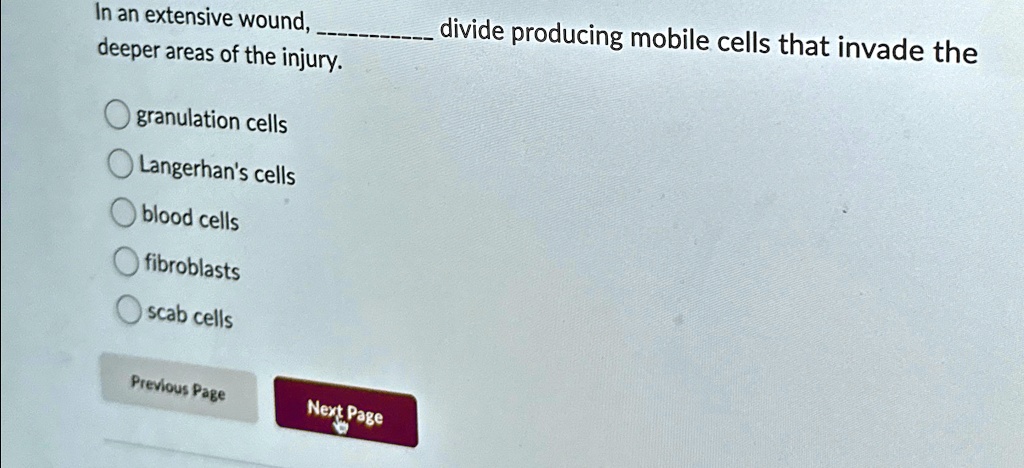 In an extensive wound, ——– divide producing mobile cells that invade ...