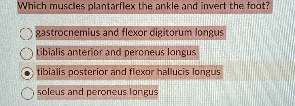 which muscles plantarflex the ankle and invert the foot gastrocnemius ...