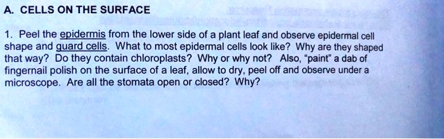 SOLVED: CELLS ON THE SURFACE Peel the epidermis from the lower side of ...