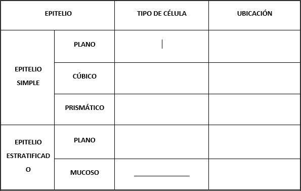 SOLVED: Alguien me ayuda con este cuadro es para hoy EPITELIO TIPO DE ... SOLVED: Alguien me ayuda con este cuadro es para hoy EPITELIO TIPO DE ...