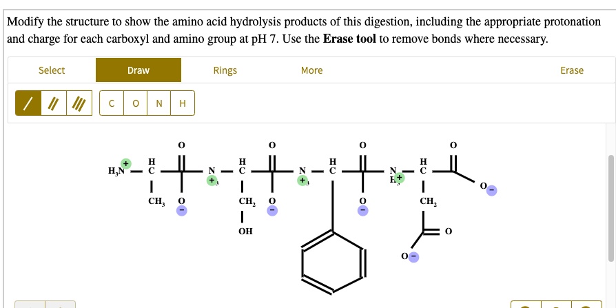 SOLVED: Modify the structure tO show the amino acid hydrolysis products ...