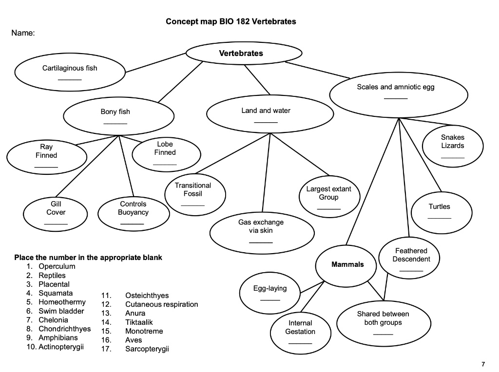 Text: Concept map BIO 182 Vertebrates Name: Vertebrates Cartilaginous ...
