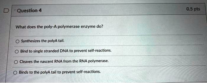 SOLVED: Question 4 0.5 pi What does the poly-A polymerase enzyme do ...