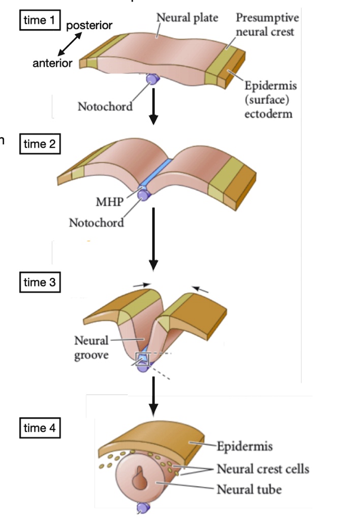 SOLVED:time Neural plate Presumptive neural crest posterior anterior ...