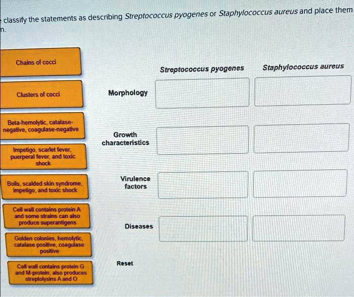 n. classify the statements as describing Streptococcus pyogenes or ...
