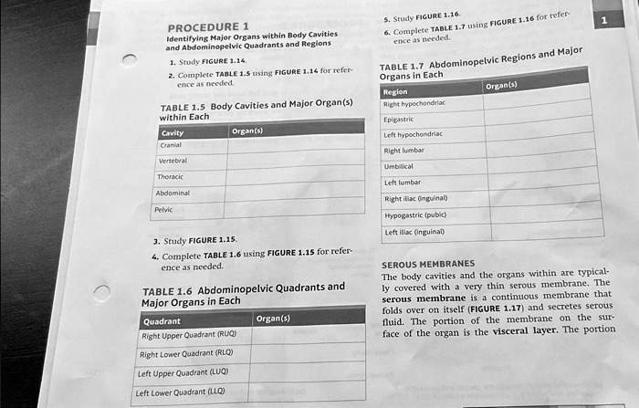 PROCEDURE 1 Identifying Major Organs within Body Cavities and ...