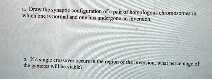 a. Draw the synaptic configuration of a pair of homologous chromosomes ...