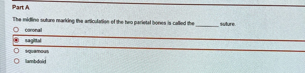 part a the midline suture marking the articulation of the two parietal ...