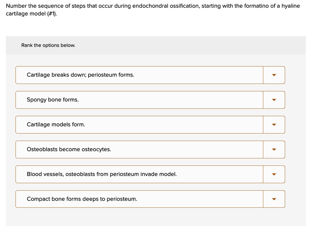 SOLVED: 1. Cartilage models form. 2. Cartilage breaks down; periosteum ...