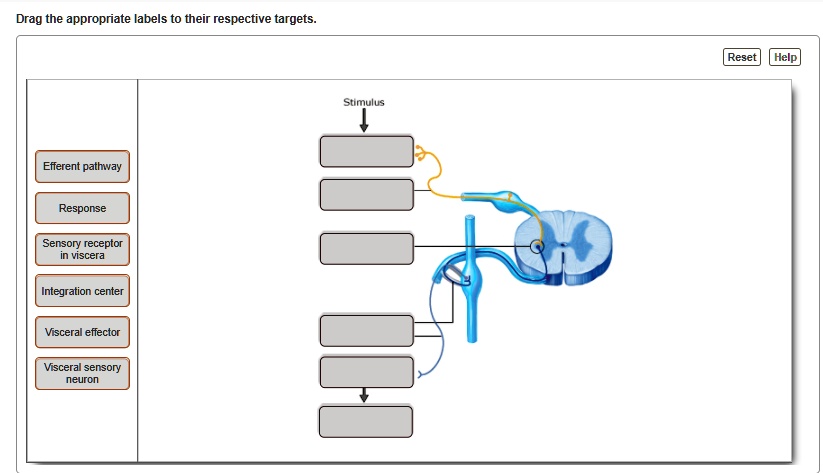 SOLVED: Drag the appropriate labels to their respective targets. Reset Help Stimulus Efferent ...