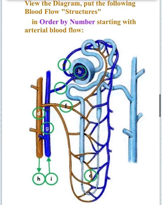 SOLVED: View the Diagram; put the following Blood Flow "Structures in ...