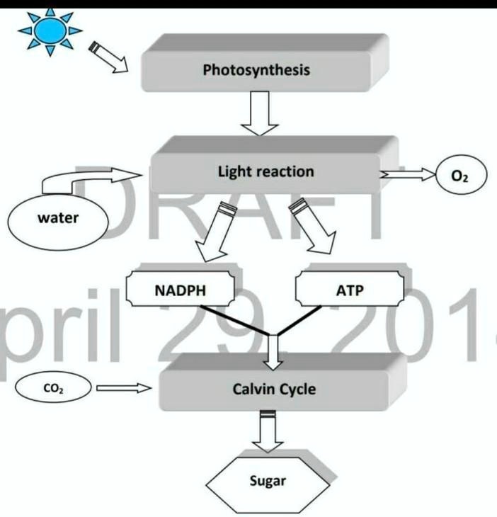 Photosynthesis Light reaction water O2 NADPH ATP CO2 Calvin Cycle Sugar