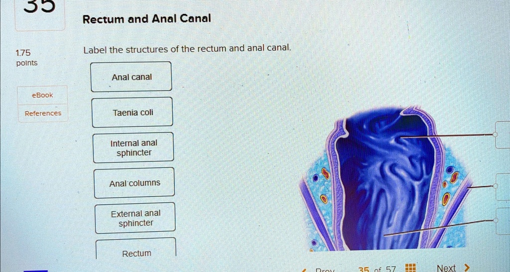 Rectum and Anal Canal 1.75 points Label the structures of the rectum ...
