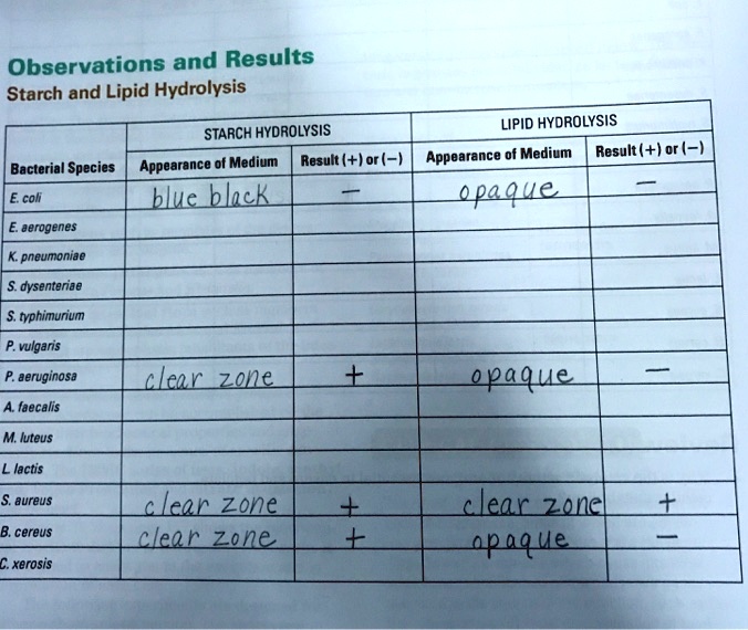Observations and Results Starch and Lipid Hydrolysis STARCH HYDROLYSIS ...