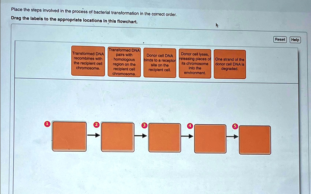 Place the steps involved in the process of bacterial transformation in ...