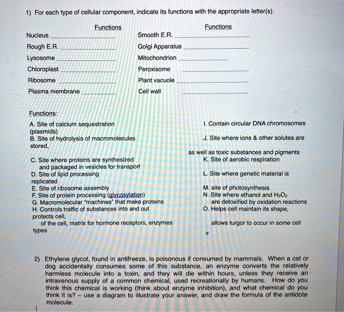 SOLVED: For each type of cellular component, indicate its functions with the appropriate letter ...