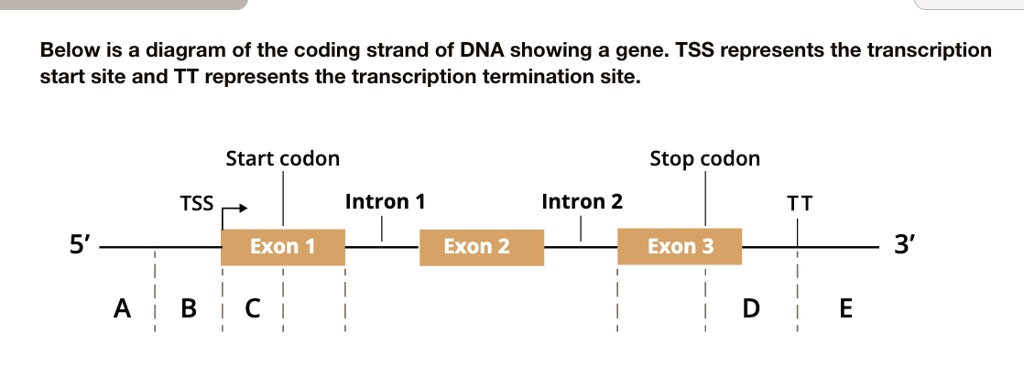Which region contains the 3′ UTR?Which region contains the 5′ UTR?In ...