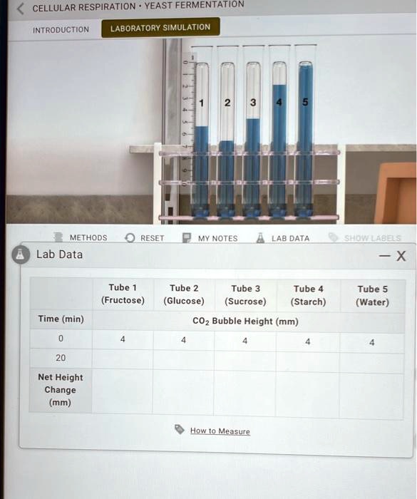 CELLULAR RESPIRATION ·YEAST FERMENTATION INTRODUCTION LABORATORY SIMULATION 1 2 3 4 5 METHODS ...