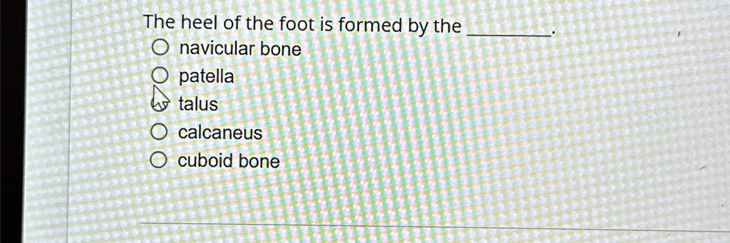 SOLVED: The heel of the foot is formed by the navicular bone, patella ...