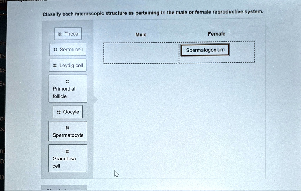 classify each microscopic structure as pertaining to the male or female ...