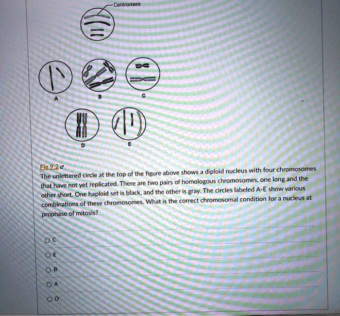 Get Answer Centromere B C A D E Fig92 The Unlettered Circle At The Top Of The Figure Above