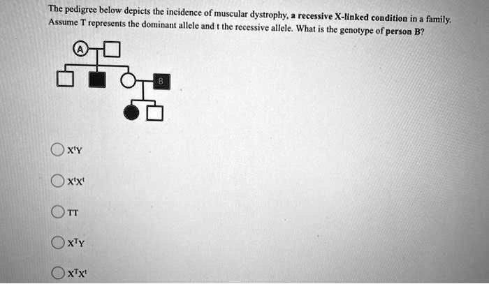 The pedigree below depicts the incidence of muscular dystrophy, a ...