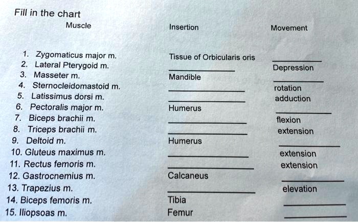 SOLVED: muscle insertion and movement chart Fill in the chart Muscle ...